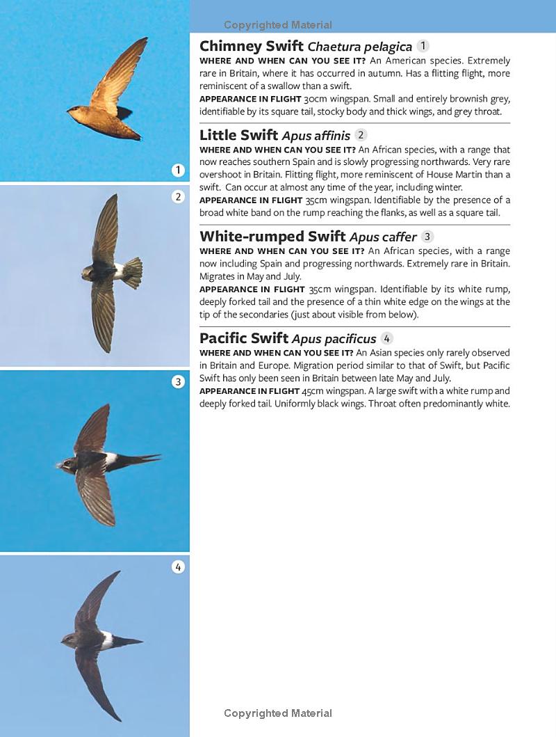 Identifying Migratory Birds by Sound in Britain and Europe | Bog